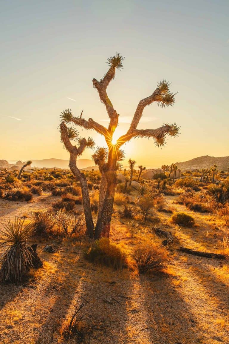 141 Joshua Tree Instagram Captions for Desert Vibes in 2025